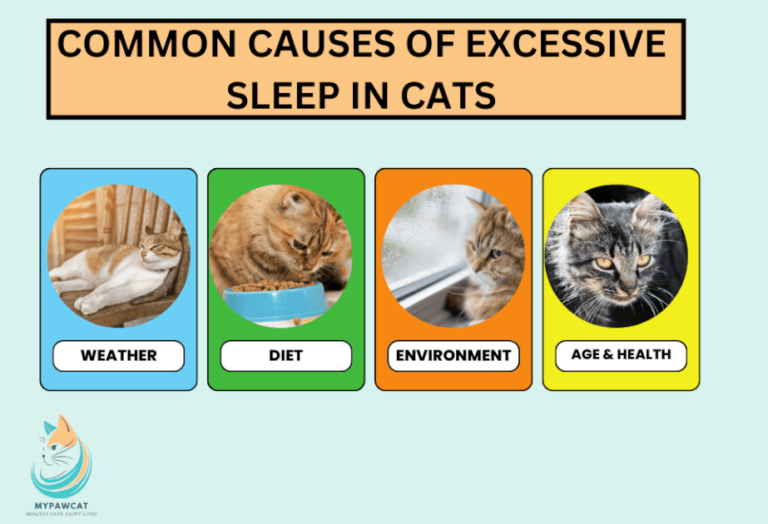 Is Your Cat Sleeping Too Much? Understanding Lethargy vs. Normal Cat ...